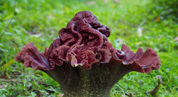 ReduXin | Glukomannan w kapsułkach | Natural Pharmaceuticals