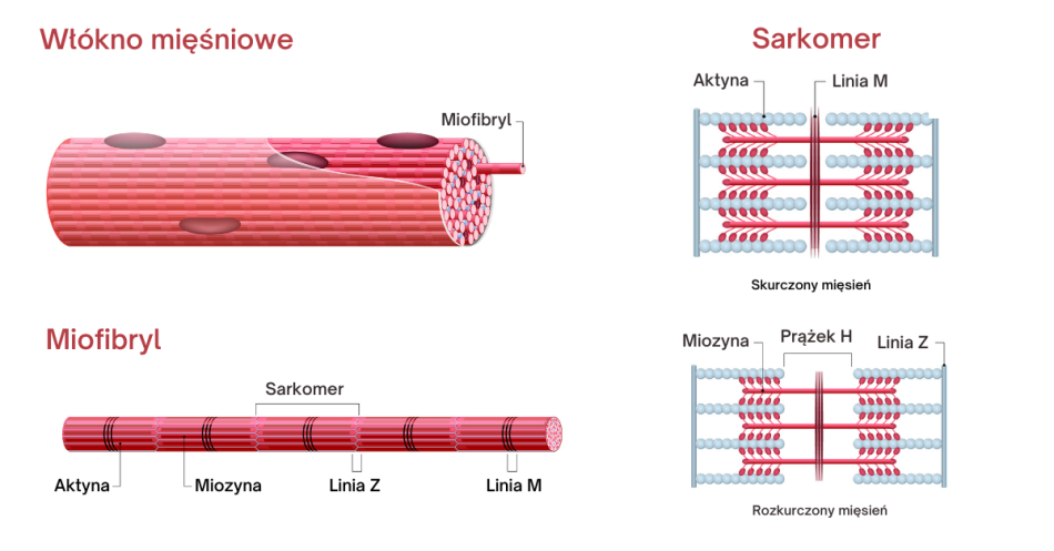 Rola wapnia w organizmie | Poznaj 8 najważniejszych funkcji | Blog Natural